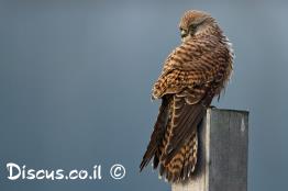 ציפורים בישראל