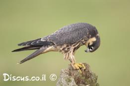 ציפורים בישראל