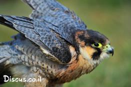 ציפורים בישראל